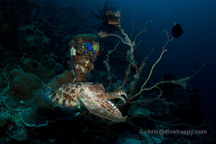 Scuba Diving Kalimantan, Indonesian Borneo - Dive Happy